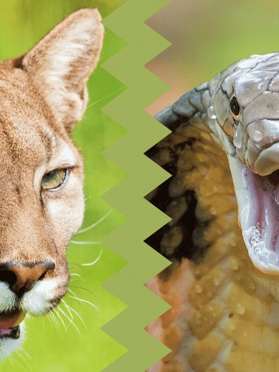 Who Would Win in A Fight: Cobra or Puma? - NewsBreak
