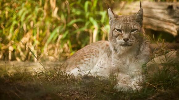 Wild Lynx Spotted for the First Time in a Century - NewsBreak