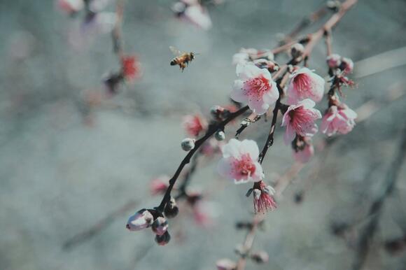 Bee Chaos Unleashed as 14 Million Honeybees Escape in Highway Incident ...