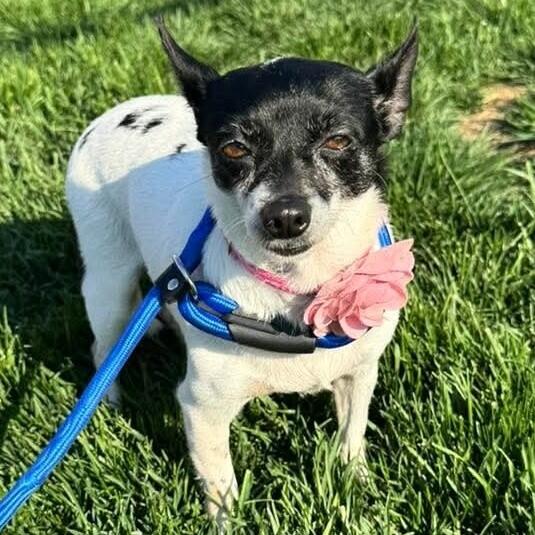 Pet Adoptions Open at Wags 2 Wishes - NewsBreak