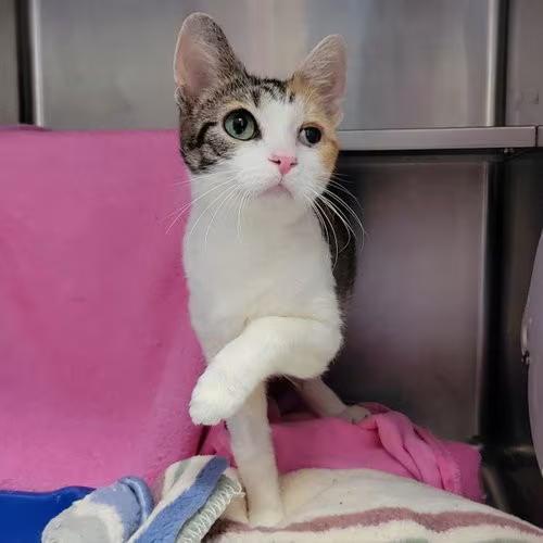 🐱 Sweet Cats and Kittens Ready for Adoption in Plover, WI - NewsBreak