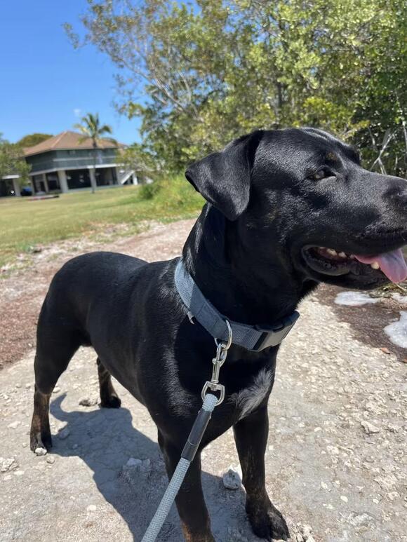 🐶 Loving Dogs in Homestead Ready for Adoption - NewsBreak