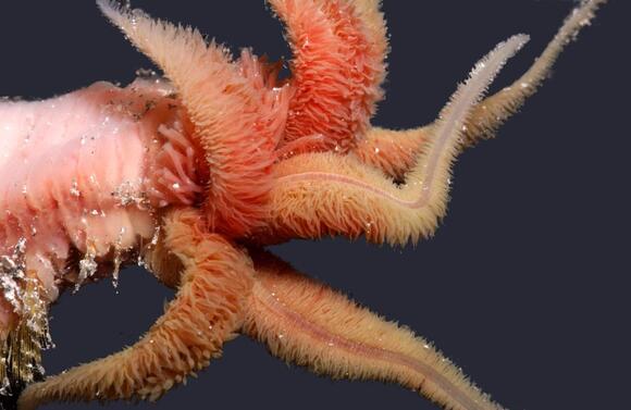 14 Creatures That Thrive in the Most Hostile Places on Earth - NewsBreak