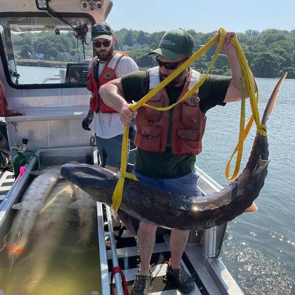 Giant 220-pound fish caught in Hudson River