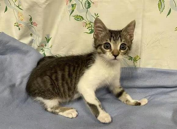 🐱 Playful Kittens and Sweet Cats Ready for Adoption in Modesto - NewsBreak