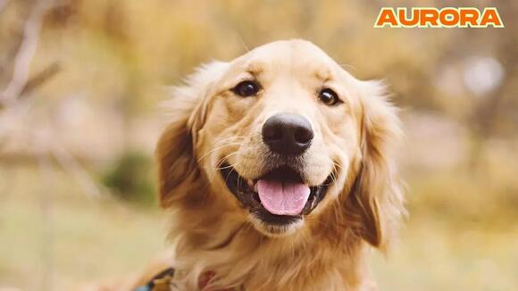 Meet Our Townsquare NoCo Pet of the Week: Arya! - NewsBreak