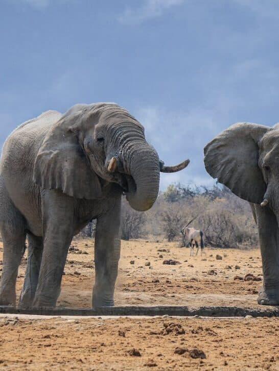 10 Animals with an Additional Sixth Sense Beyond The Traditional Five ...