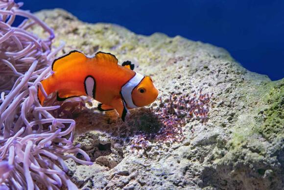 Is a Real-Life Nemo That Colorful? The Truth About Clownfish - NewsBreak