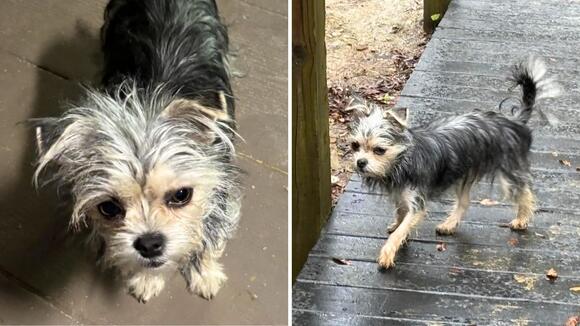 Meet The Tiny 10-Pound Yorkie Now Searching For Love After Overcoming ...