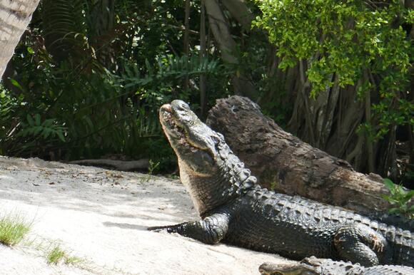 Can Crocodiles Climb Trees? (Spoiler: Yes, and Here’s Why) - NewsBreak
