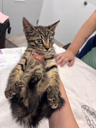 🐱 Playful Kittens Ready for Adoption in Palm City - NewsBreak