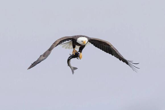 How the Bald Eagle Bounced Back from Near Extinction in the US - NewsBreak