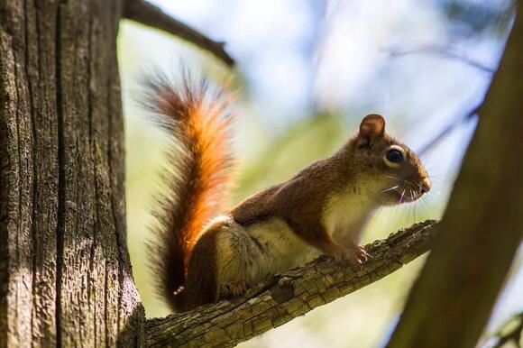 7 Types of Squirrels in Wisconsin: Complete Identification Guide (2025 ...