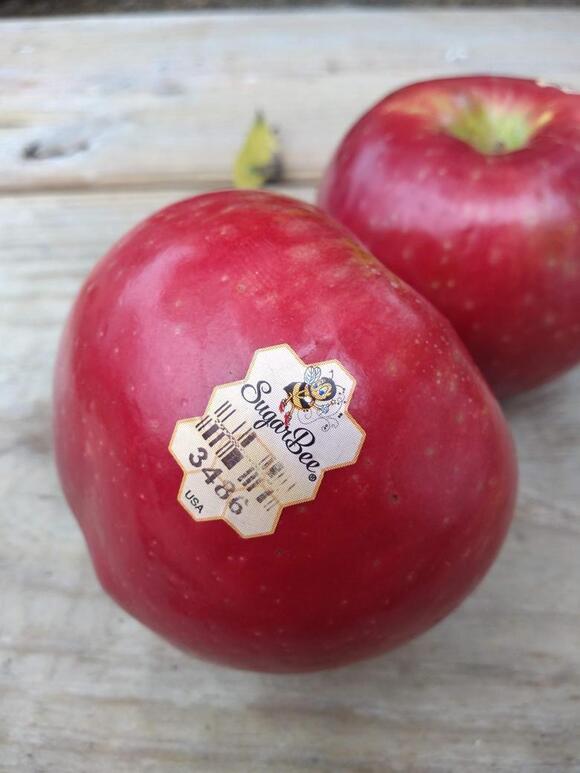 5 New Apples to Look For This Fall If You Love Honeycrisp - NewsBreak
