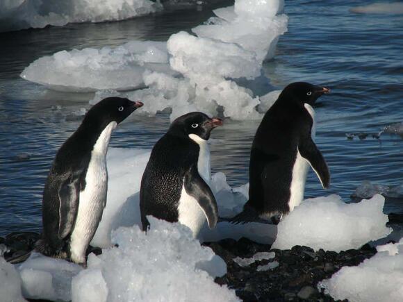 Penguins Outrun Evolution: Why Their Survival Hinges on a Race They Can ...