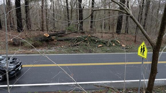 NY mom crushed by tree during vicious rainstorm ID’d as wife of Yankees ...