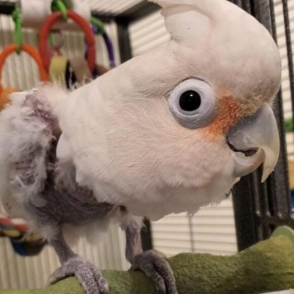 Rhode Island Parrot Bill Is Ruffling Feathers - NewsBreak