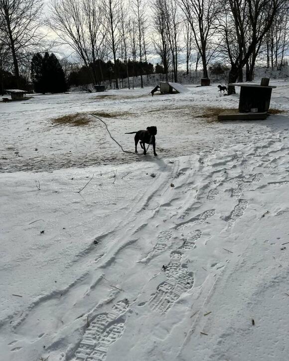 11 Dogs Rescued From Frigid Conditions In Ohio, With Alleged Signs Of ...