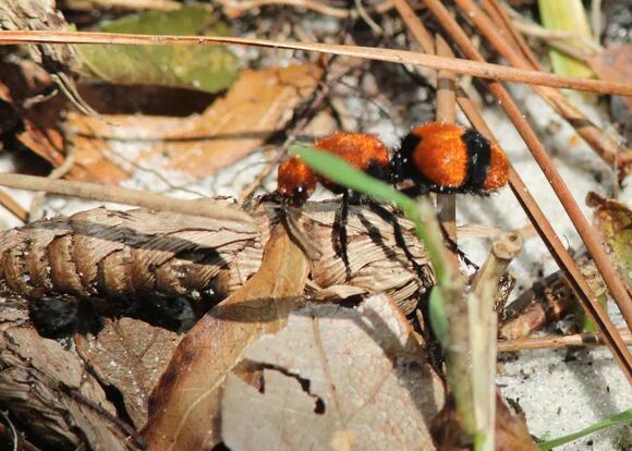 8 Stinging Insects in Kentucky You Should Watch Out For - NewsBreak