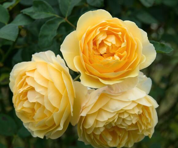 How to plant bare-root roses – and fill your backyard with fragrant ...