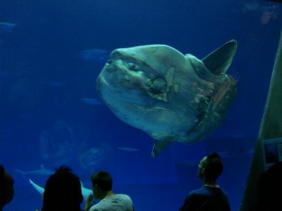 The Fish That Forgot Its Tail: Why Sunfish Look Like a Mistake - NewsBreak