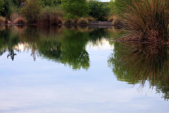 Phoenix’s Top Botanical Gardens - NewsBreak