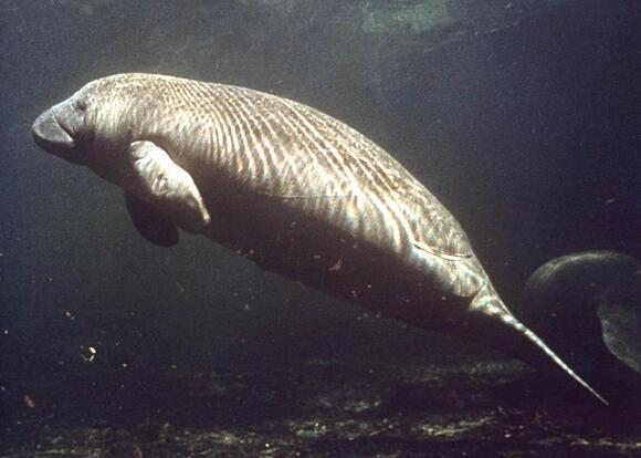 How Florida’s Manatees are Fighting for Survival - NewsBreak