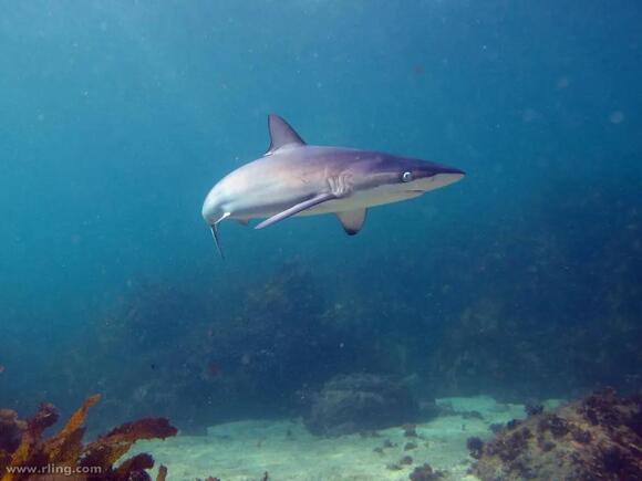 13 Sharks in New York Waters You Need to Know About - NewsBreak