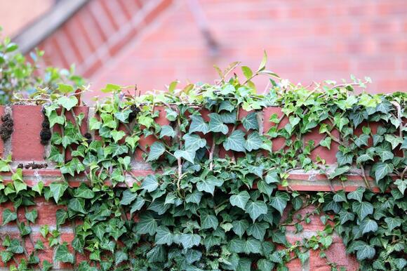 This Vine Is a Copycat — And It’s Weirdly Good at It (Boquila ...