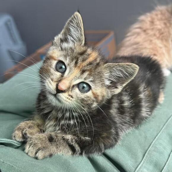 🐱 Playful, Sweet & Shy Cats Ready for Adoption in Los Angeles - NewsBreak