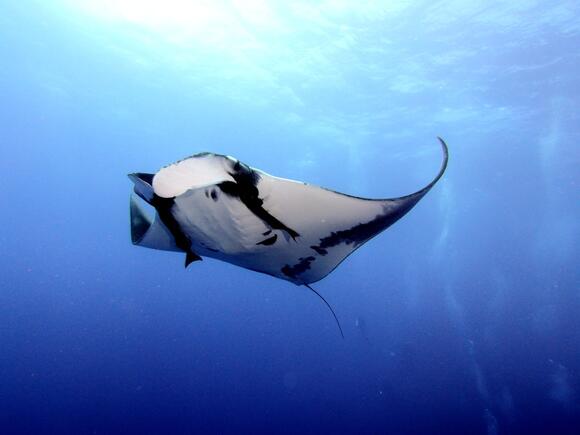 14 Most Intelligent Marine Animals - NewsBreak