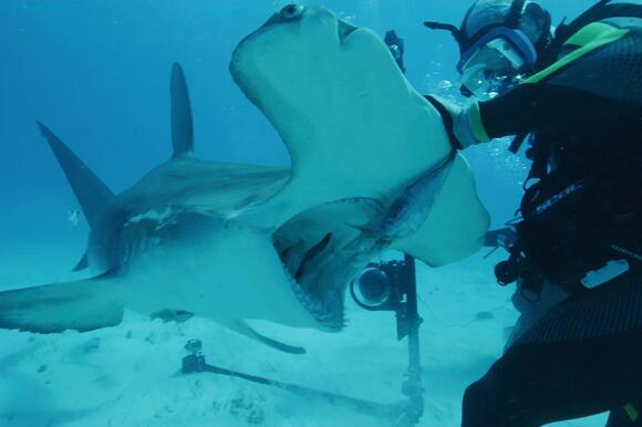 How To Watch Shark Week Without Cable: Shark Week Dates, Time And More ...