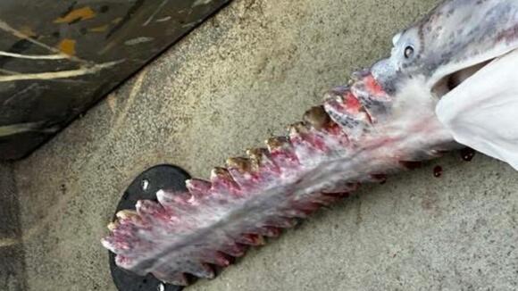 Profanity Carved Into Fish: Disturbing Discovery at Lake of the Ozarks ...
