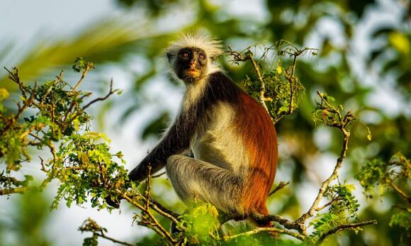 9 Most Beautiful Monkeys and Where You Can Catch a Glimpse of Them ...