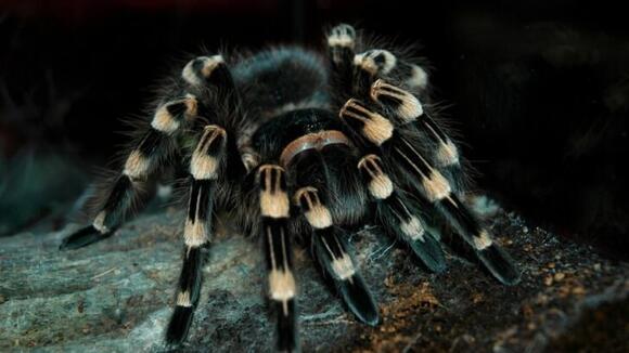 15 Spider Species That Make Unusual Pets - NewsBreak