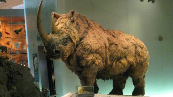 14,400-year-old woolly rhino genome found inside ancient wolf’s stomach ...