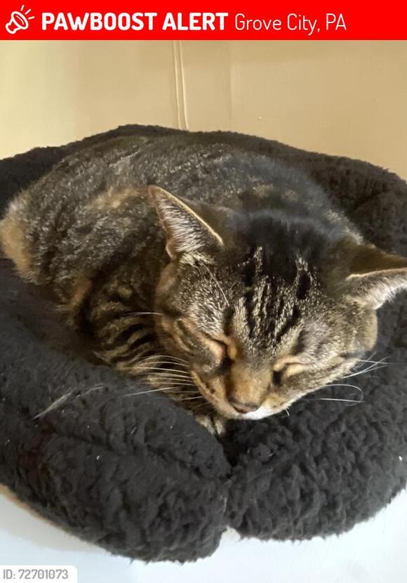 Lost Cat Luna Missing in Grove City - NewsBreak