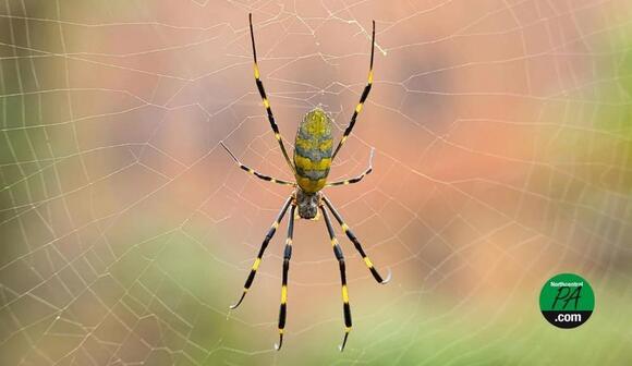 Invasive Joro spiders make their Pennsylvania debut
