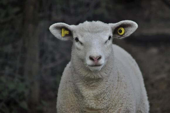 What Happens When a Wild Animal Recognizes You? Experts Reveal the ...