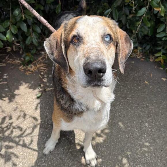 🐶 Playful Pups and Loyal Companions Ready for Adoption in Santa Barbara ...
