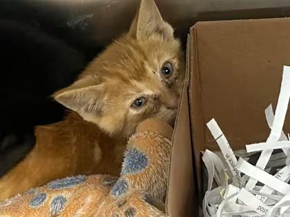 🐱 Friendly Cats Waiting for Adoption in Jourdanton, TX - NewsBreak