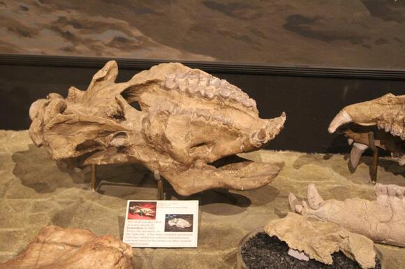 Brontotheres: Rhino-Like Giants With Thunderous Footsteps - NewsBreak
