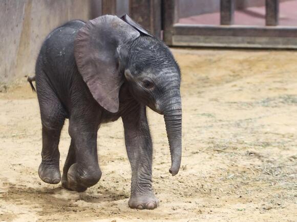 It's a boy! Toledo Zoo welcomes elephant calf to herd - NewsBreak