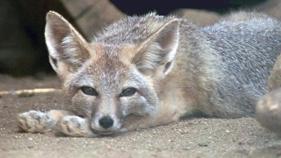 Which animals are endangered in California? Here are 10 species to ...