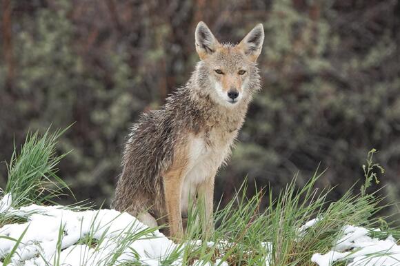 Understanding the Coyote: The Wise Trickster of Native American Lore ...