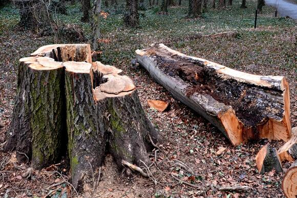 Officials unleash unconventional method to fend off invasive species ...