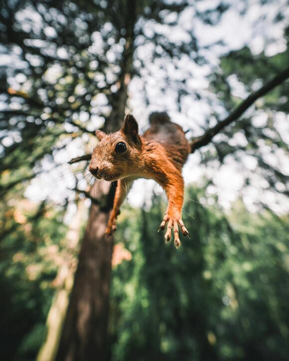 Washington vs. Oregon, The Squirrel Uprising Survival Odds - NewsBreak