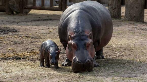 The Strongest Bite Force in the Animal Kingdom Isn’t What You Think ...