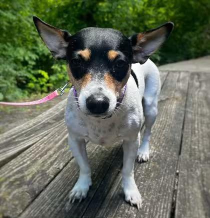 🐶 Gentle Mixed-Breed Dogs Waiting for Homes in Adrian, MI - NewsBreak