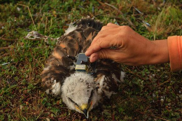World Migratory Bird Day: The Science of Sky High Journeys - NewsBreak